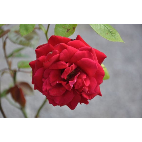 vente de rosier rouge polyantha - europeana