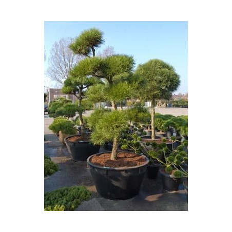 vente de pinus pinea -bonsaï- 300 cm