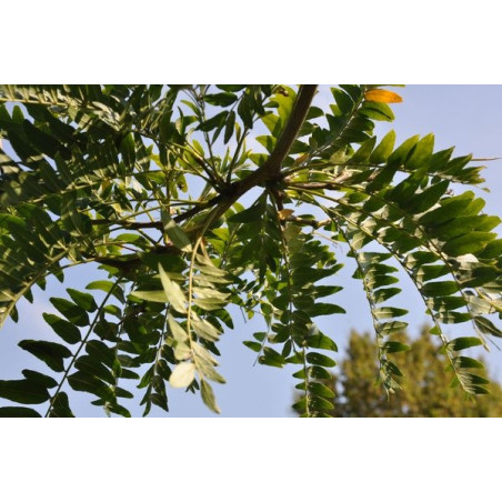 vente de févier d'Amérique (gleditsia triacanthos sunburst)
