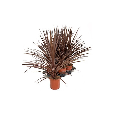 vente de cordyline pourpre (cordyline red star)