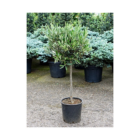 vente d'olivier tige (olea europaea)