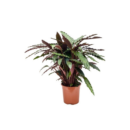 vente de calathea (calathea rufibarba wavestar)