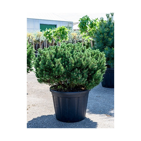 vente de pin nain des montagnes (pinus mughus mops)