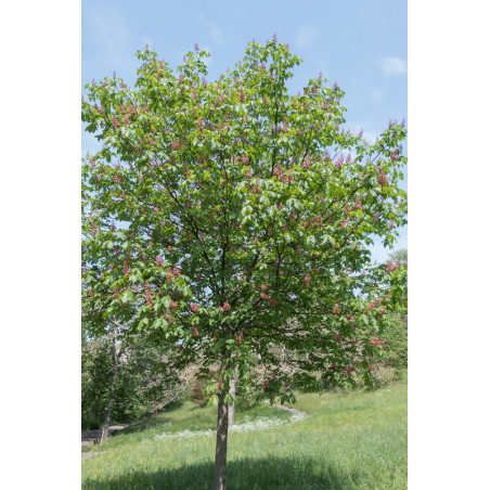 vente de marronnier rouge (aesculus carnea x briotii)