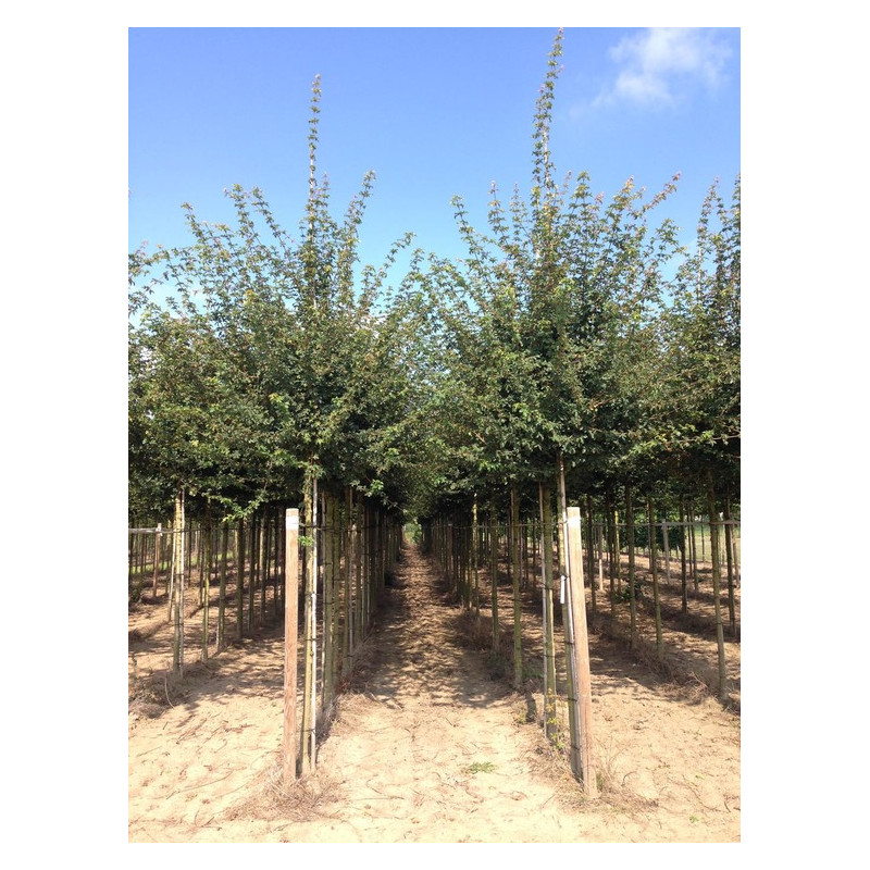 érable champêtre Elsrijk