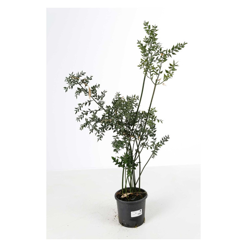 fragon petit houx - ruscus