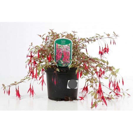 fuchsia de Magellan Versicolor