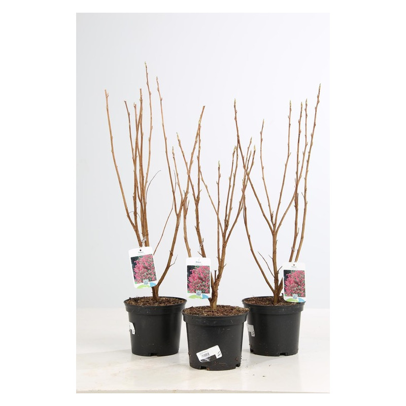 groseiller à fleurs - ribes sanguineum