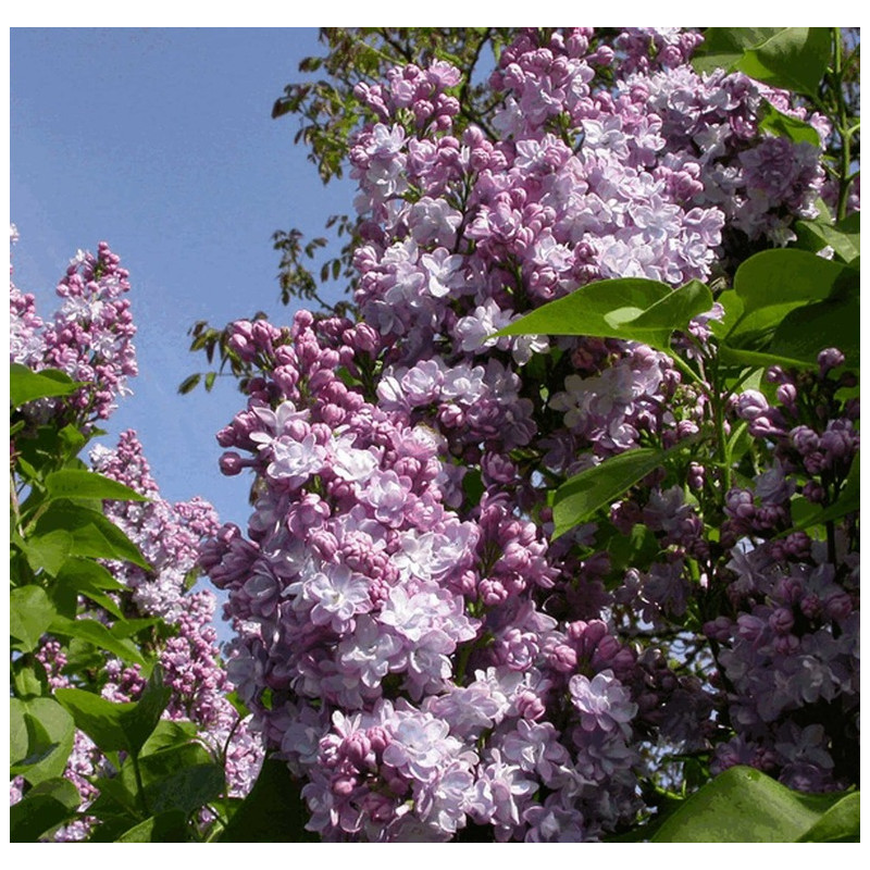 lilas commun Président Grévy - syringa