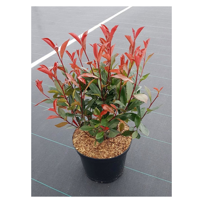photinia fraseri Carré Rouge