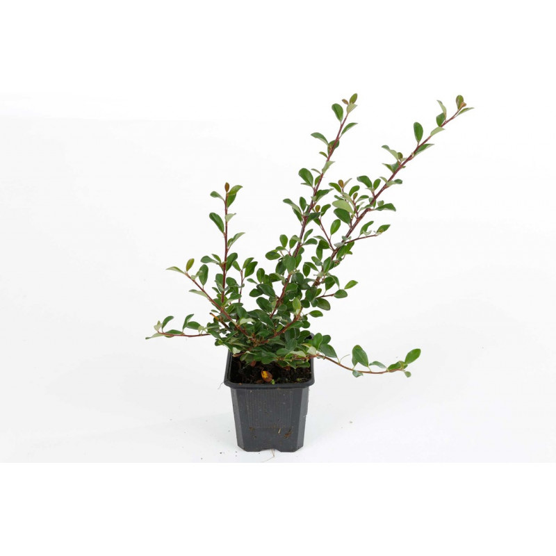 cotoneaster radicans Eichholz