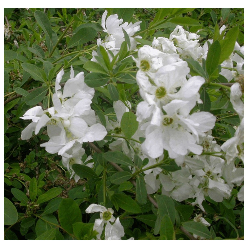 exochorda the bride