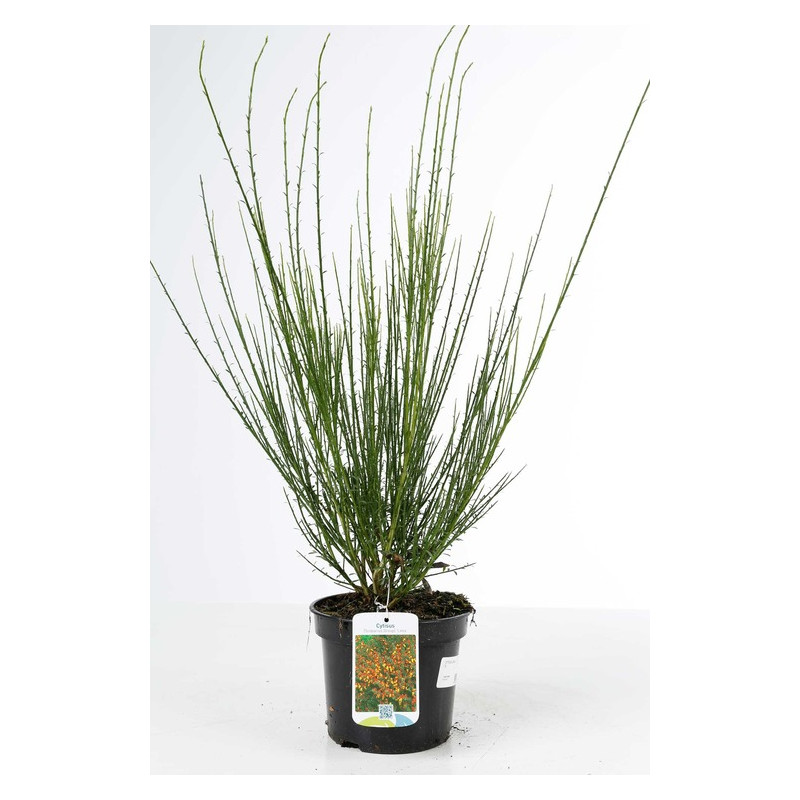 genêt à balais Lena - cytisus