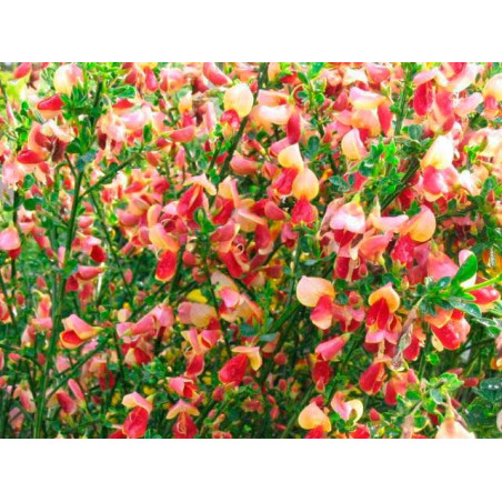 genêt à balais Palette - cytisus