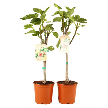 figuier commun mini tige - ficus