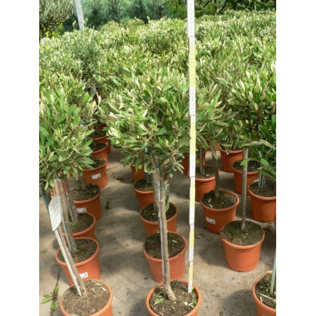 vente d'olivier mini tige (olea europaea)