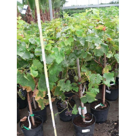 vente de vigne - mini tige (vitis)
